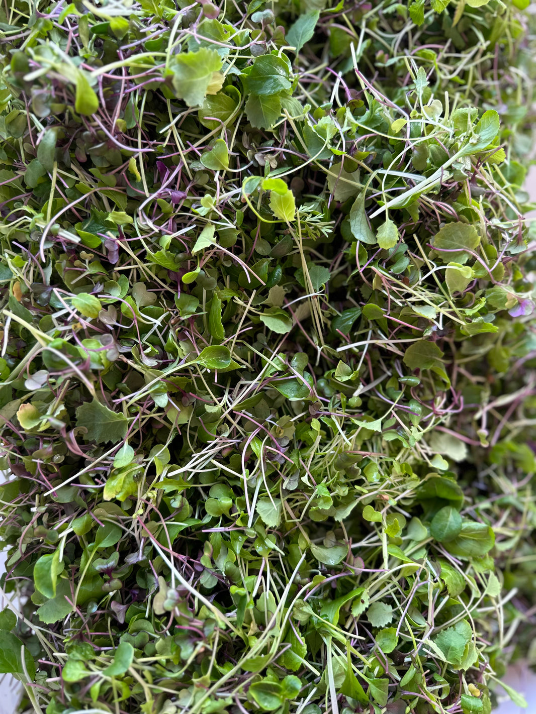 All Products – Local Leaf Farm
